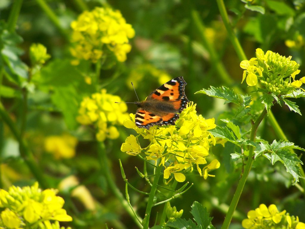 Catch Crops (Green Cropping) – None-So-Hardy