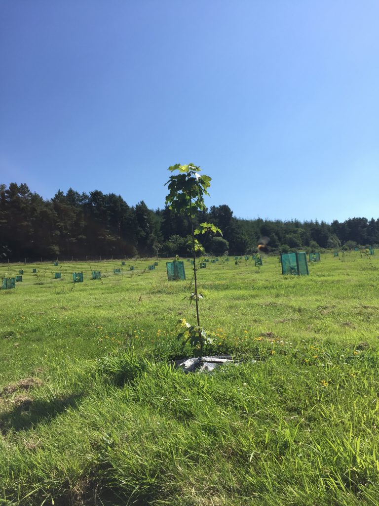 Seed Orchard – None-So-Hardy